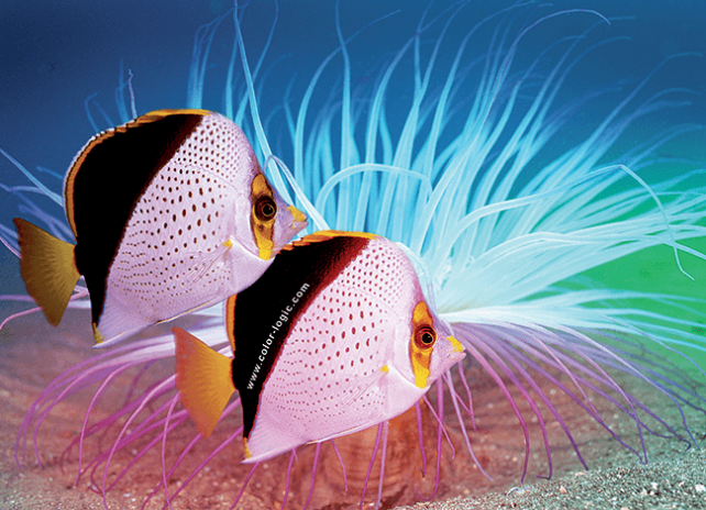 cl-fish – Think Patented